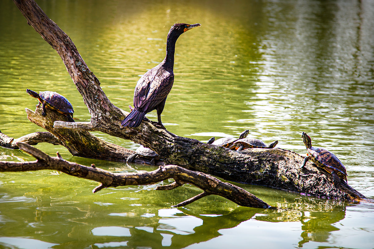 Cormorant and Turtles-Photo Credit Bruce Titus Fine Art Photography Re ...