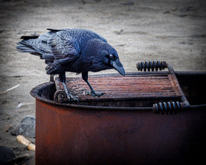 Crow On A Firepit-Photo Credit Bruce Titus Fine Art Photography Reno ...